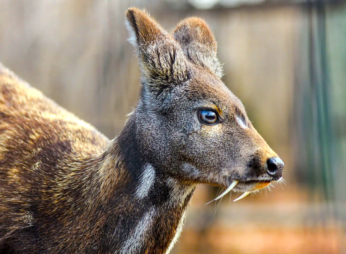 Is Pure Deer Musk Oil an ethical product??? – Sultan Fragrances