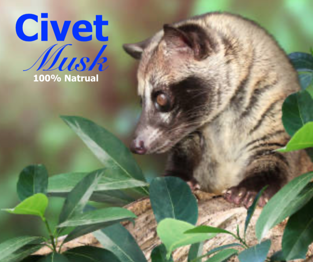Civet Musk -100% Pure Civet Perfume Oil – Sultan Fragrances